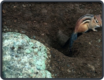 Chipmunks :: Terrier Technologies LLC