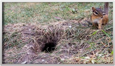 Chipmunks :: Terrier Technologies LLC