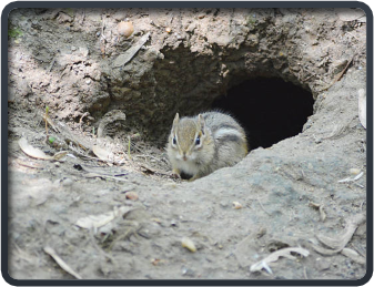 Chipmunks :: Terrier Technologies LLC