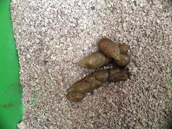 Feral Cats :: Terrier Technologies LLC